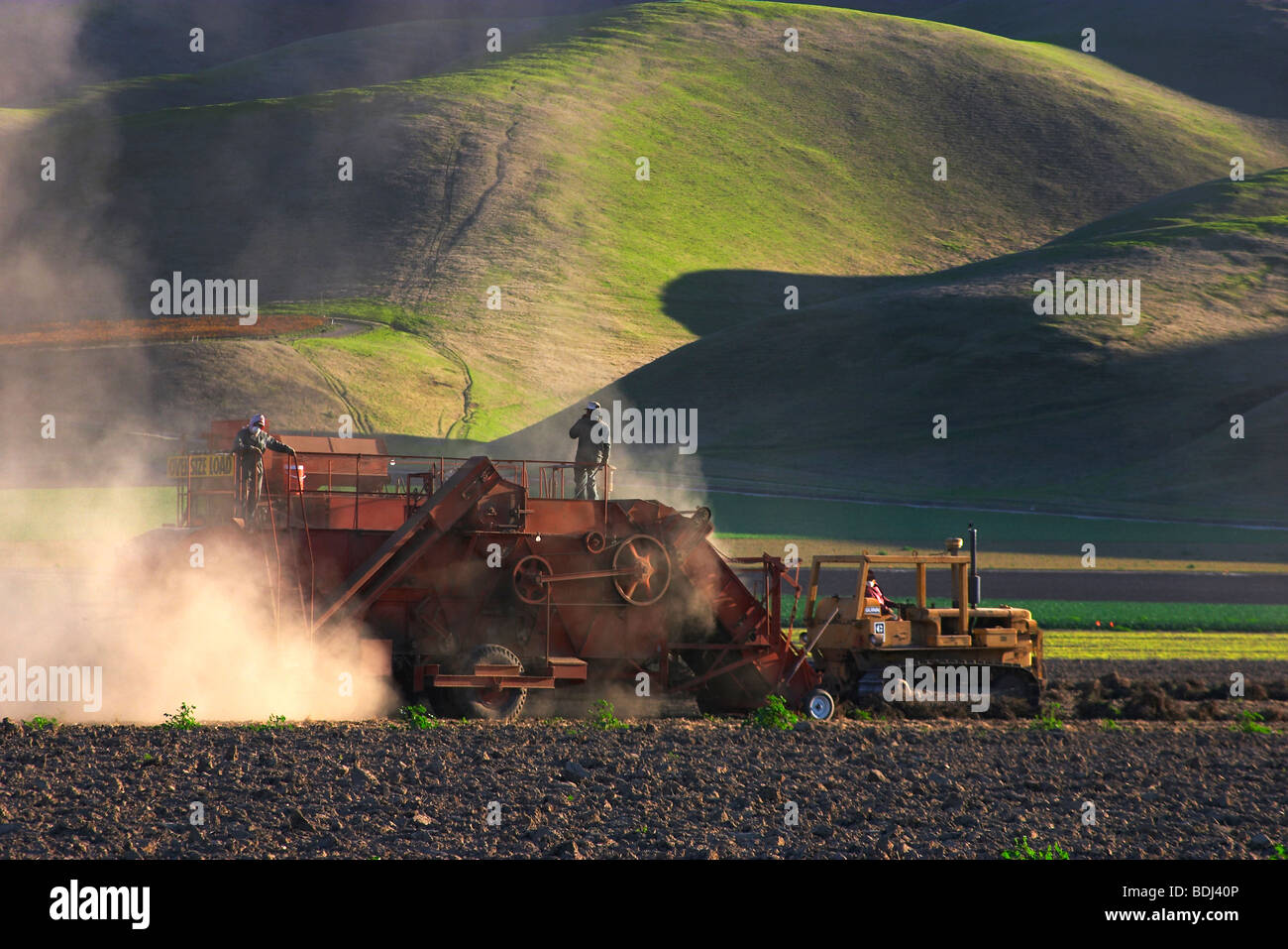 Harvesting dry beans; a dry bean thresher is pulled by a tractor as it ...