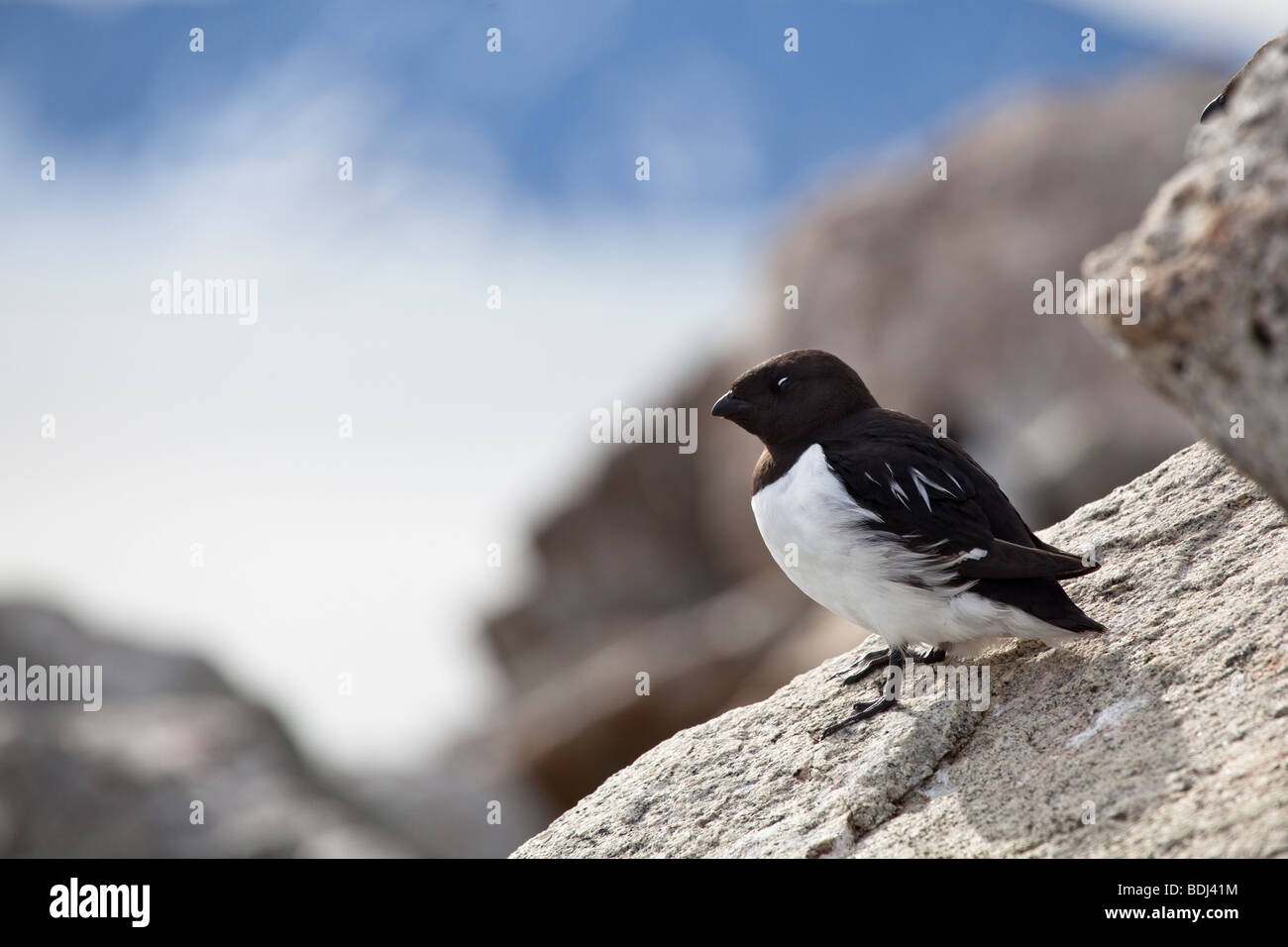Little Auk in Svalbard Stock Photo - Alamy