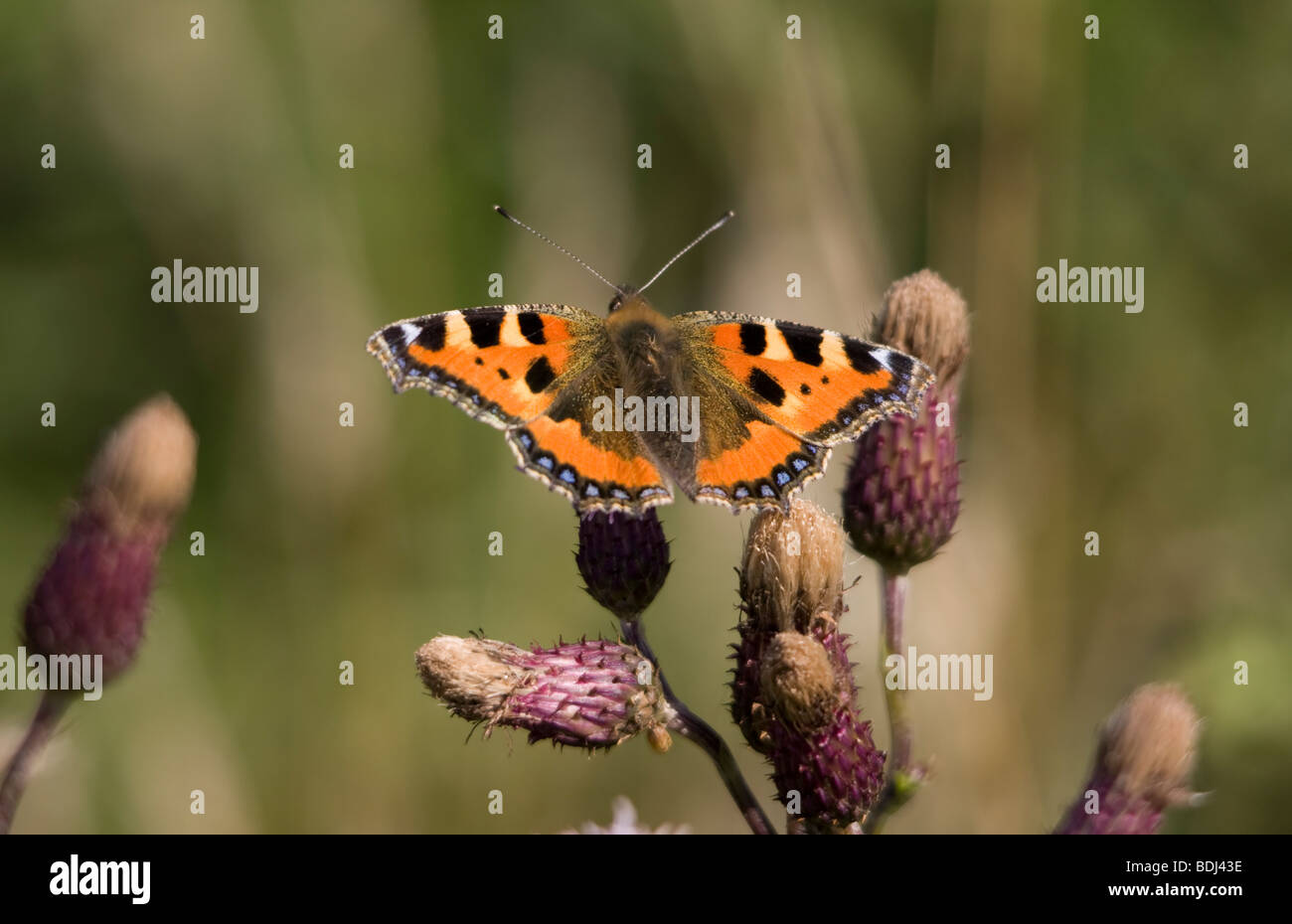 Small tortoiseshell insects hi-res stock photography and images - Alamy
