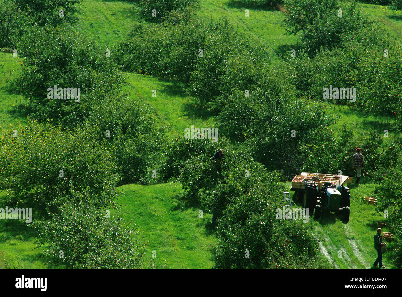 Agriculture - Apple harvesting in a rolling apple orchard / Chippewa ...