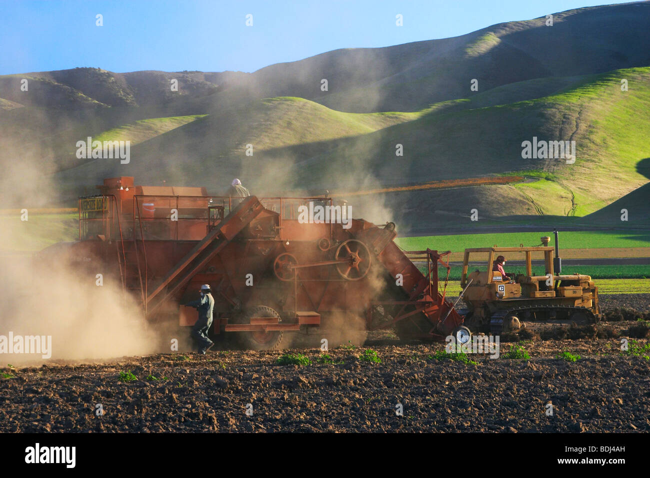 Harvesting dry beans; a dry bean thresher is pulled by a tractor as it ...