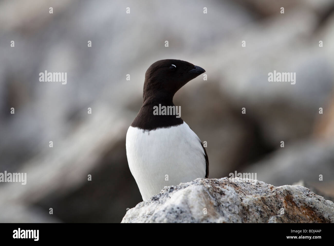 Little Auk in Svalbard Stock Photo - Alamy