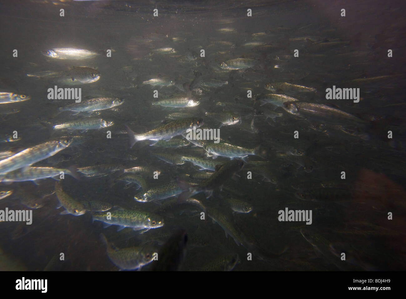 Hatchery raised Silver Salmon smolt in a holding tank near Seward ...