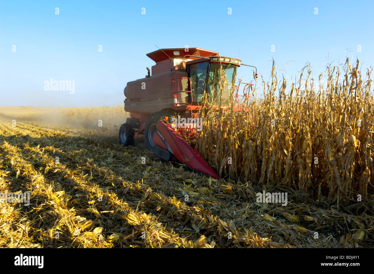 Grain field season corn hi-res stock photography and images - Alamy