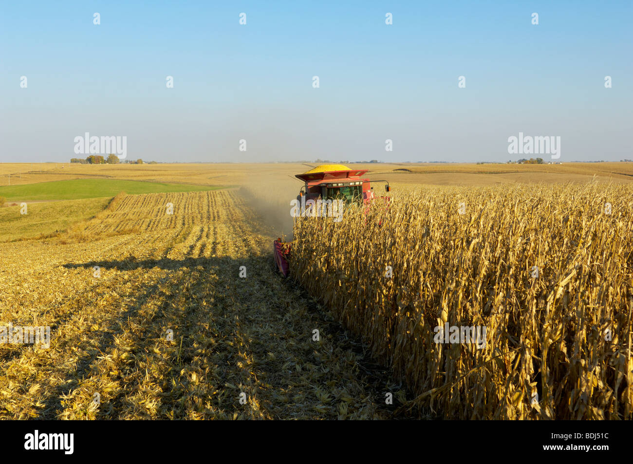 Grain field season corn hi-res stock photography and images - Alamy