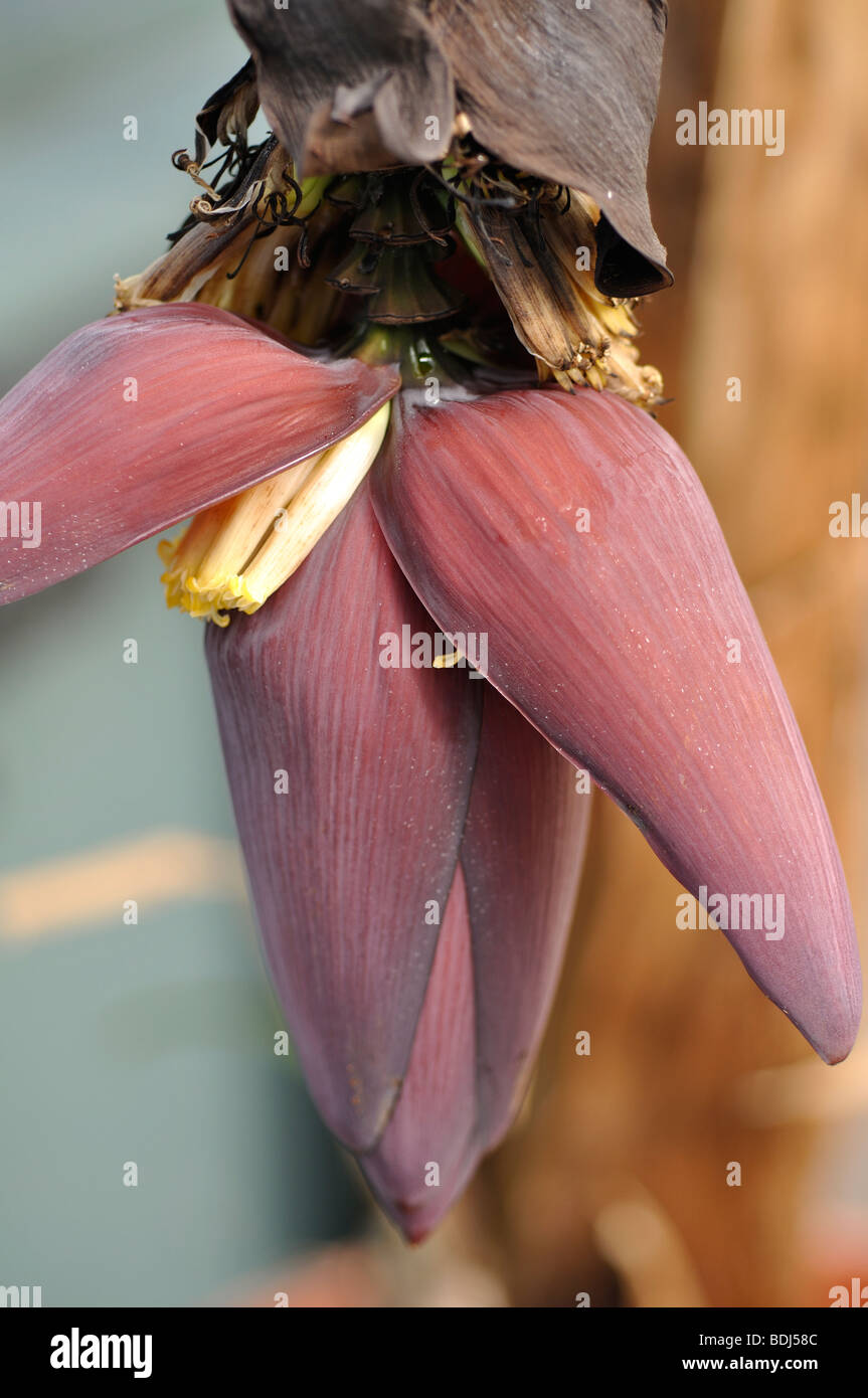 Banana Tree Flower High Resolution Stock Photography and Images - Alamy