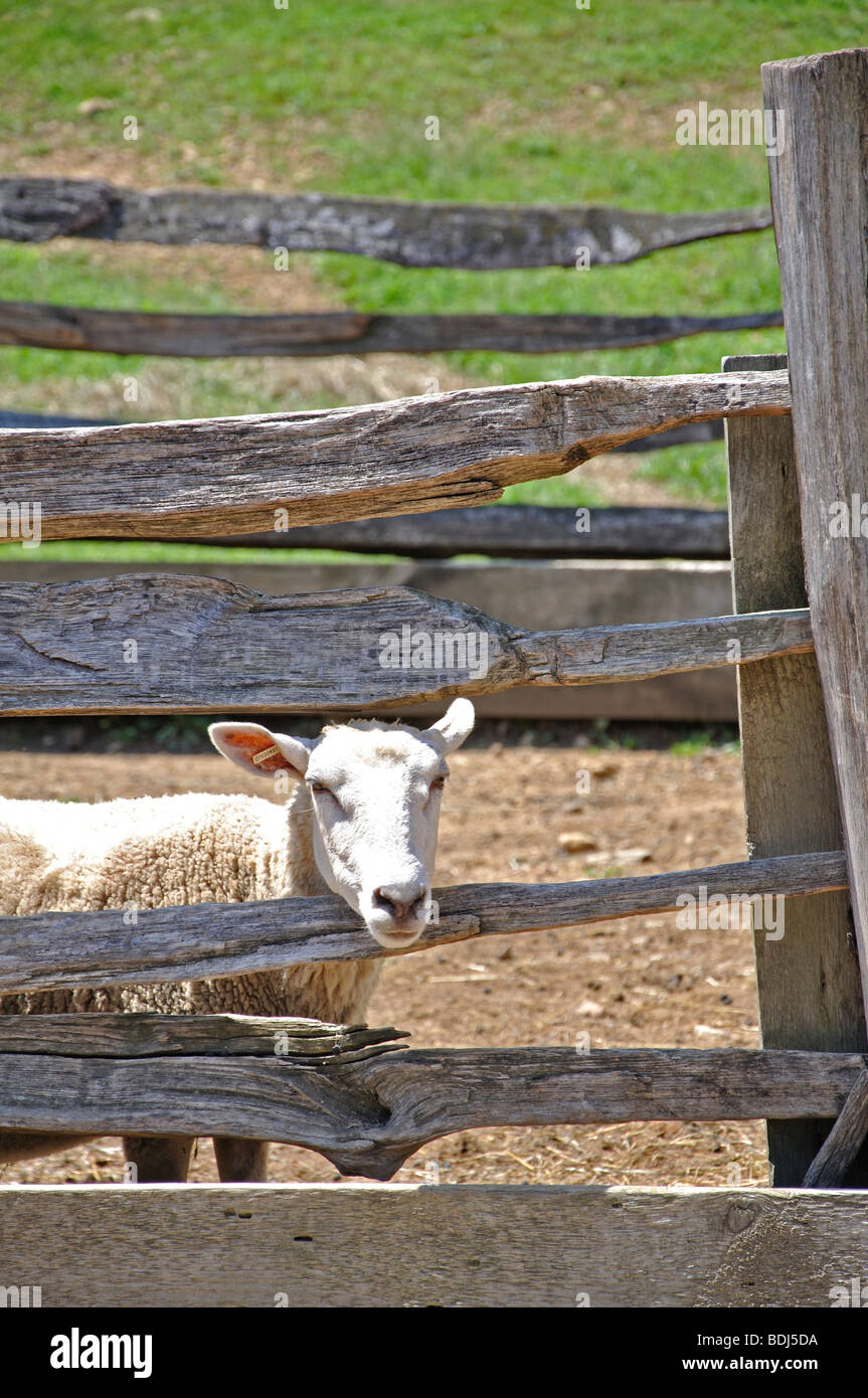 Sheep at a petting zoo for kids Stock Photo - Alamy