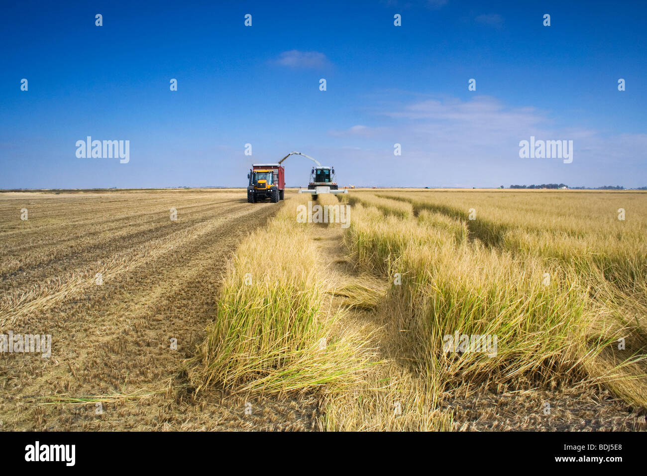 Cutting rice plants hi-res stock photography and images - Alamy