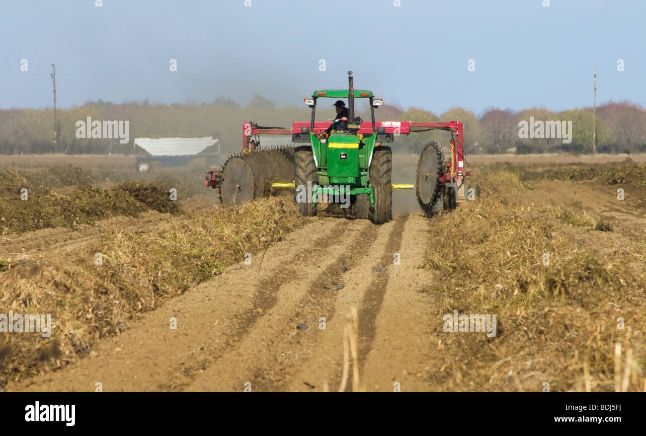 A tractor with a windrower turns rows of cut dry beans to facilitate ...