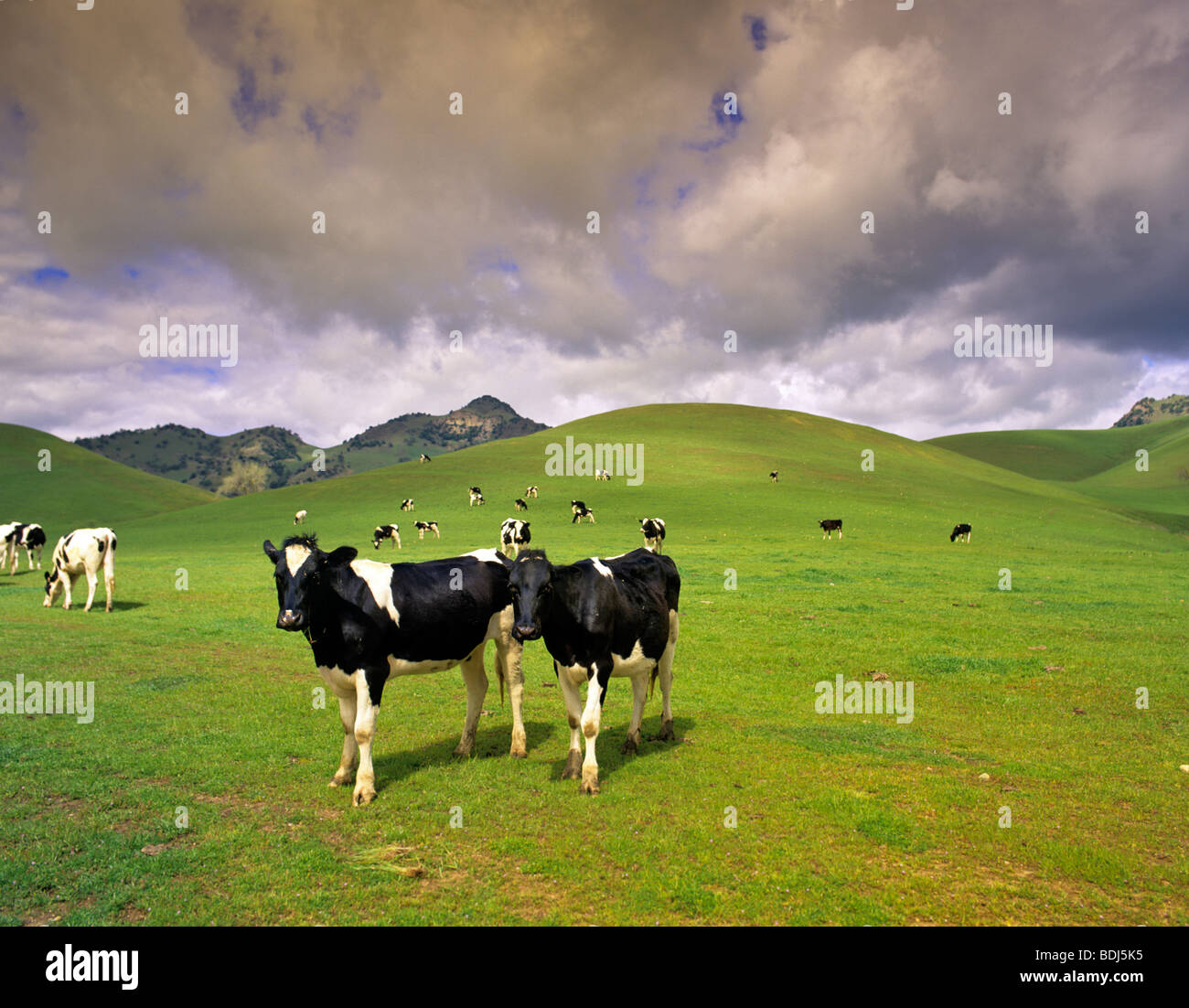 Holstein cows on sutter butte hi-res stock photography and images - Alamy