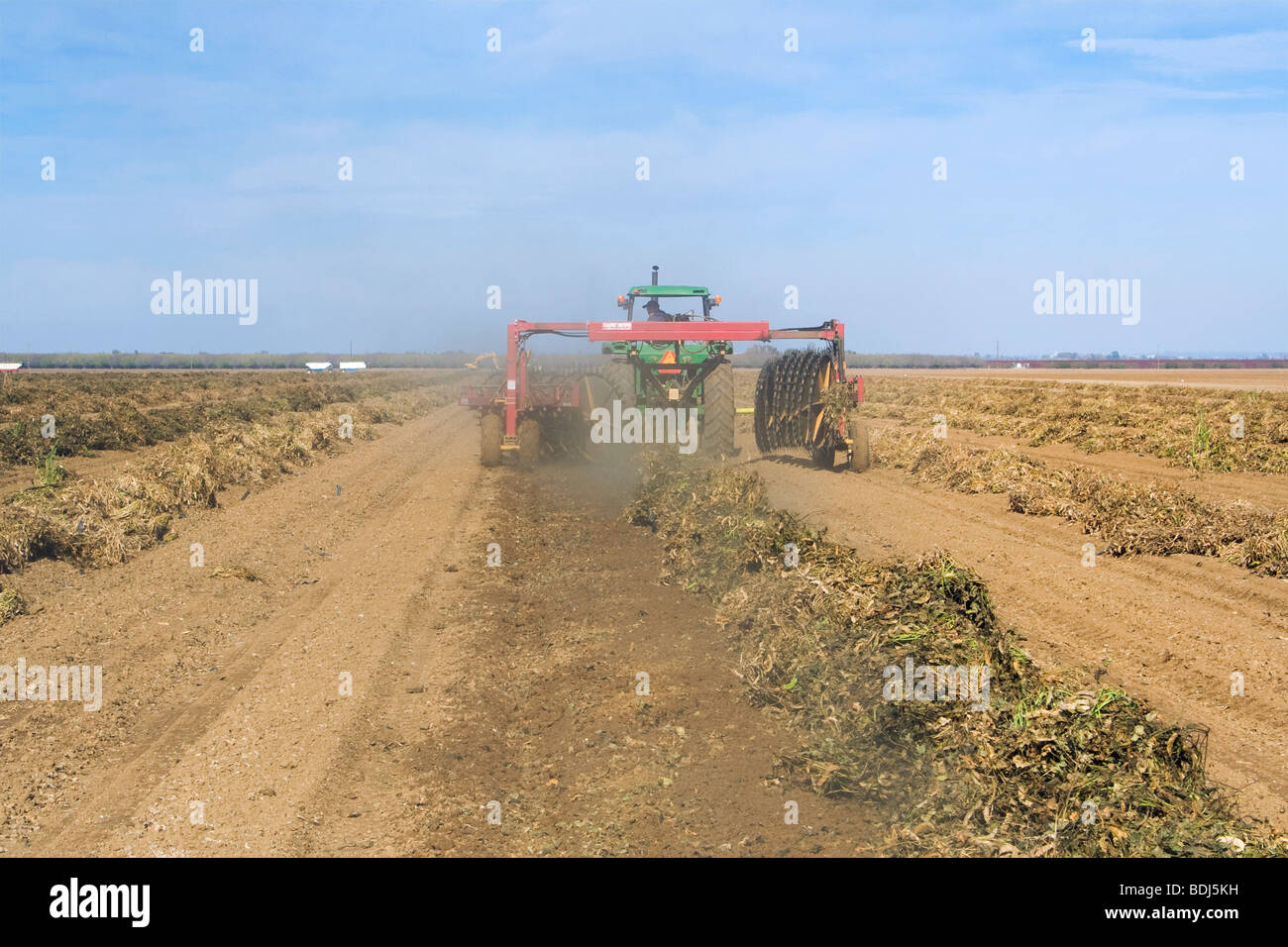 A tractor with a windrower turns rows of cut dry beans to facilitate ...