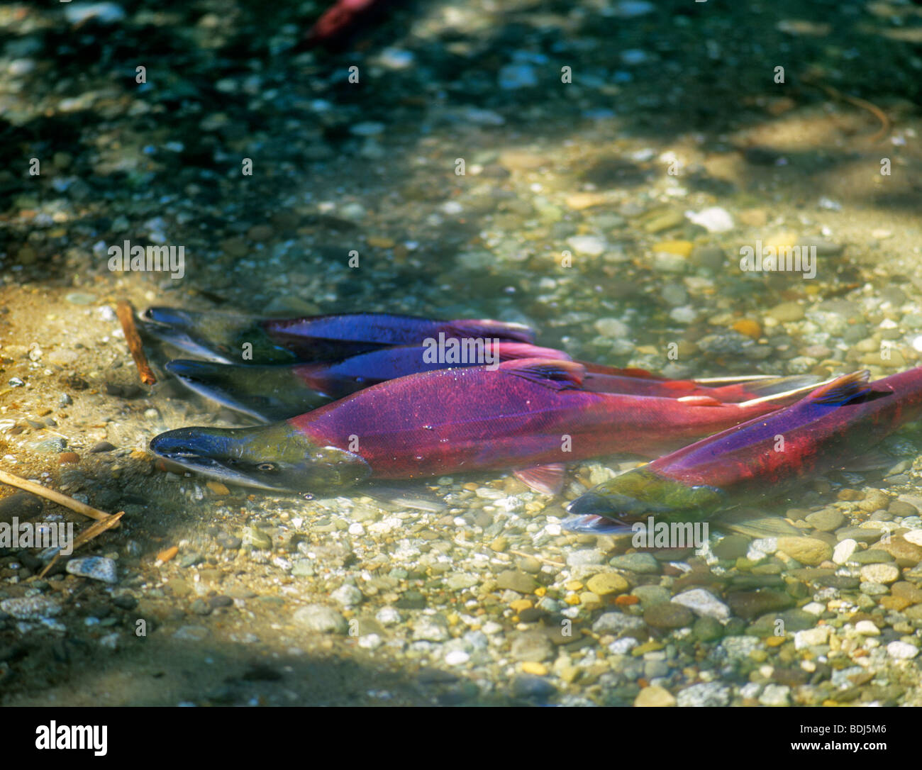 Sockeye salmon kalgin island hi-res stock photography and images - Alamy