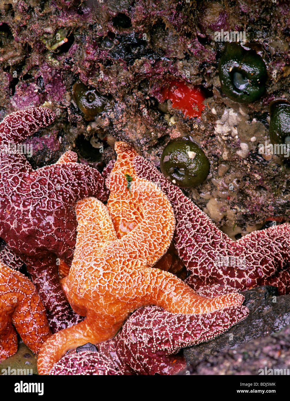 Starfish at low tide strawberry hill hi-res stock photography and ...