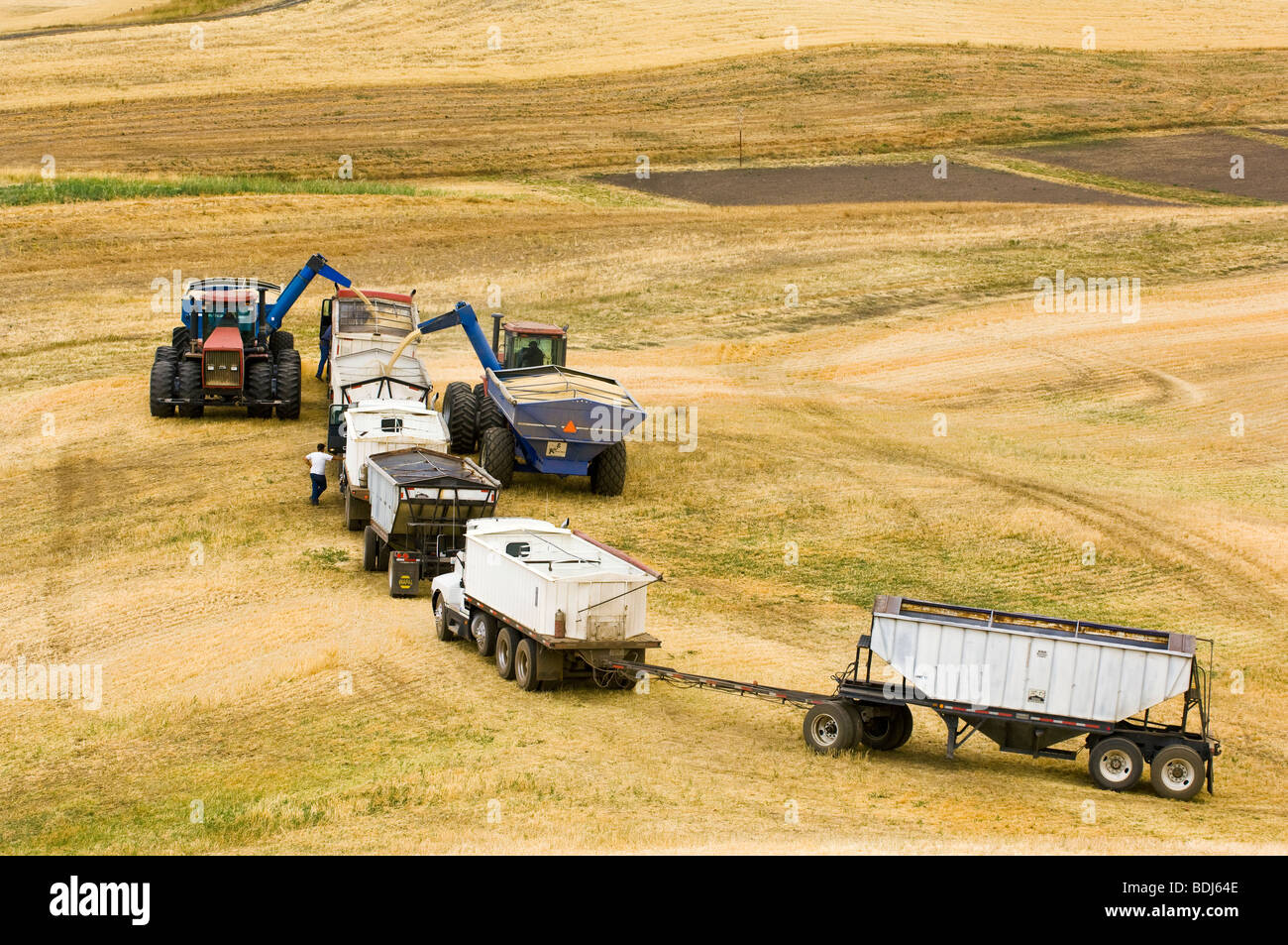 Grain trucks line up in a barley field to be loaded by grain carts ...