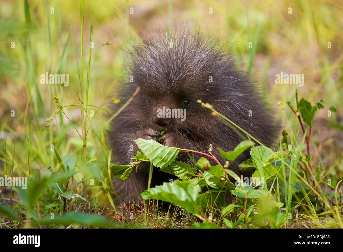 A baby porcupine, near Seward, Alaska Stock Photo - Alamy