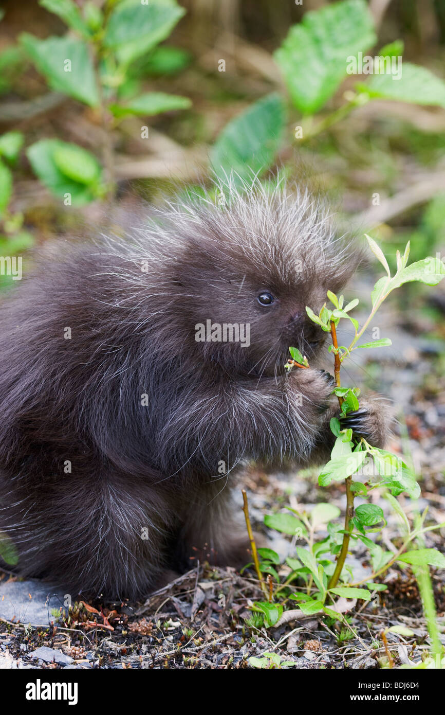 A baby porcupine, near Seward, Alaska Stock Photo - Alamy