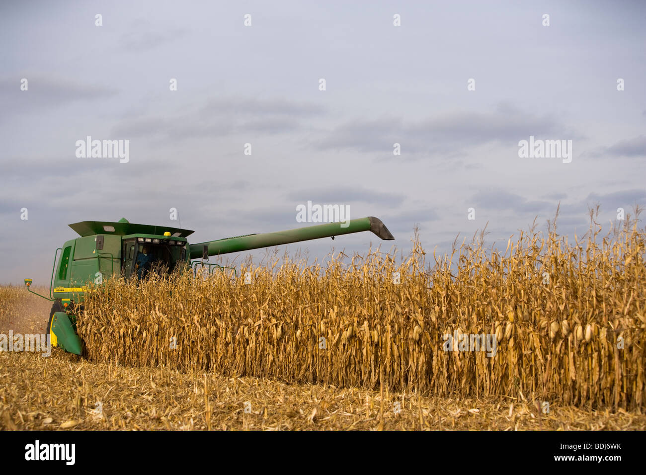 Agriculture - A John Deere combine harvests grain corn in Autumn / near ...