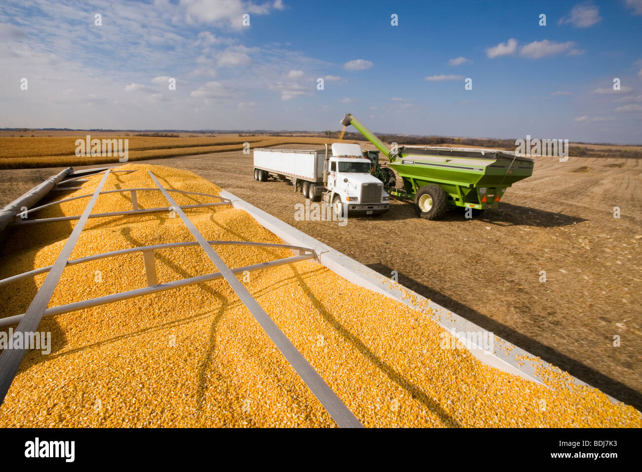 Agriculture - Freshly harvested grain corn in a grain truck during the ...