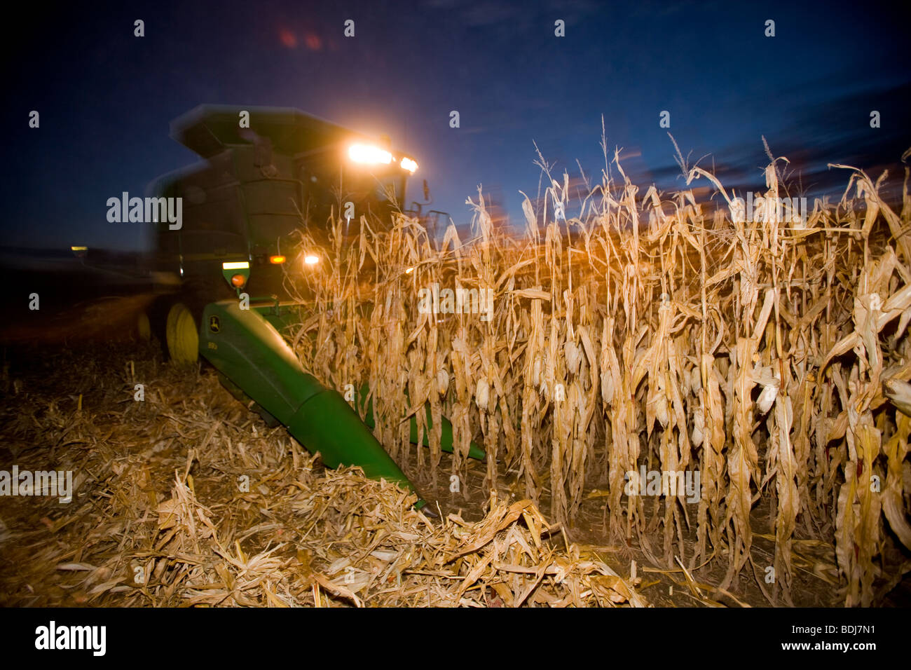 Agriculture - A John Deere combine harvests grain corn at night / near ...