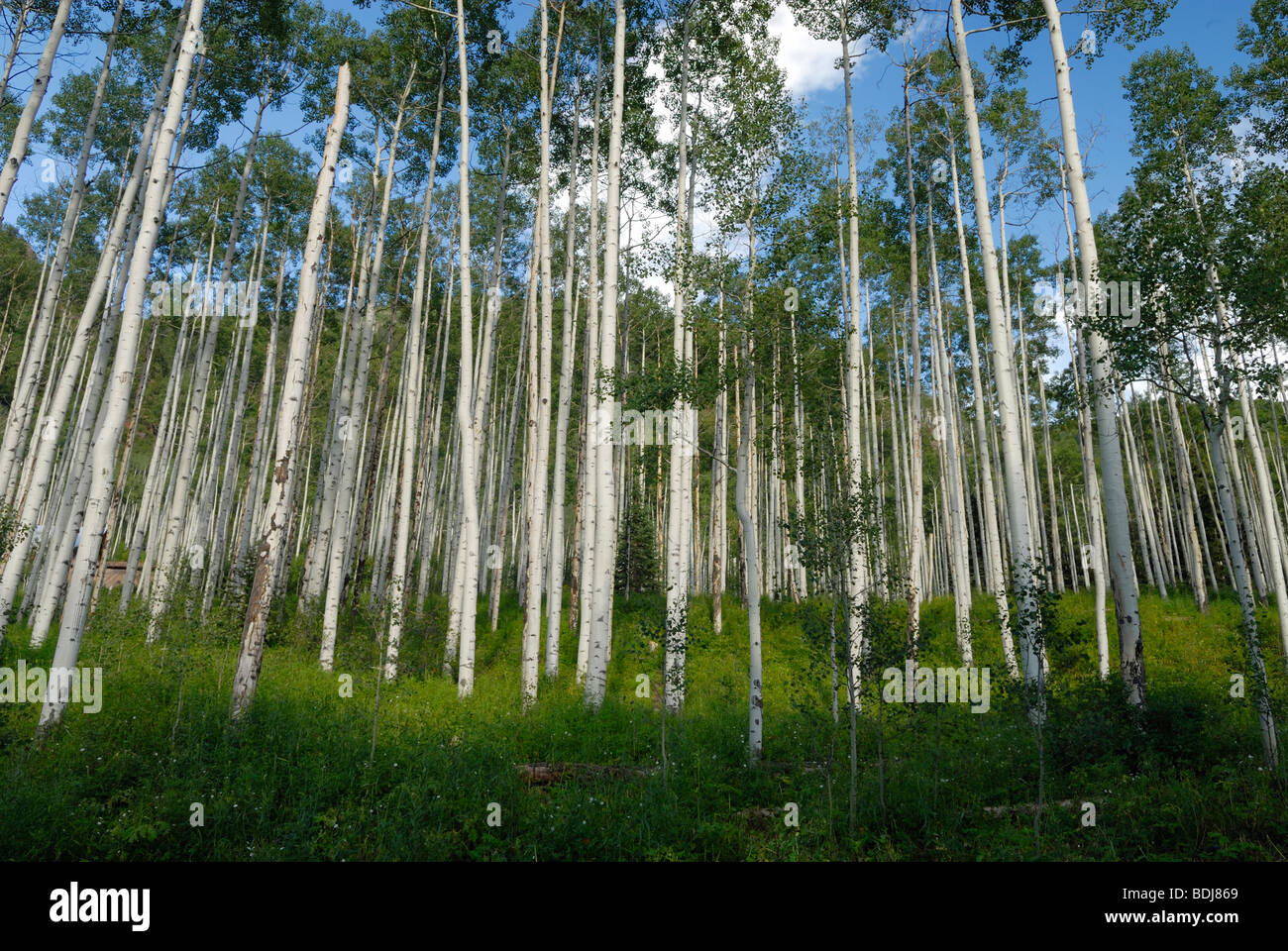 Aspen grove in Colorado Rocky Mountains Stock Photo - Alamy