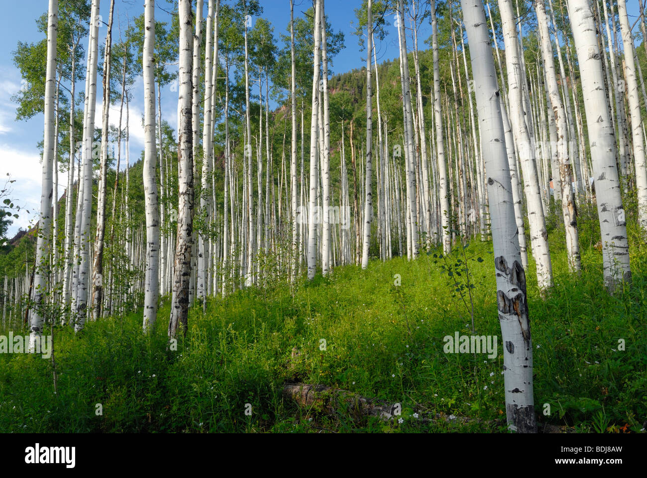 Aspen grove in colorado hi-res stock photography and images - Alamy