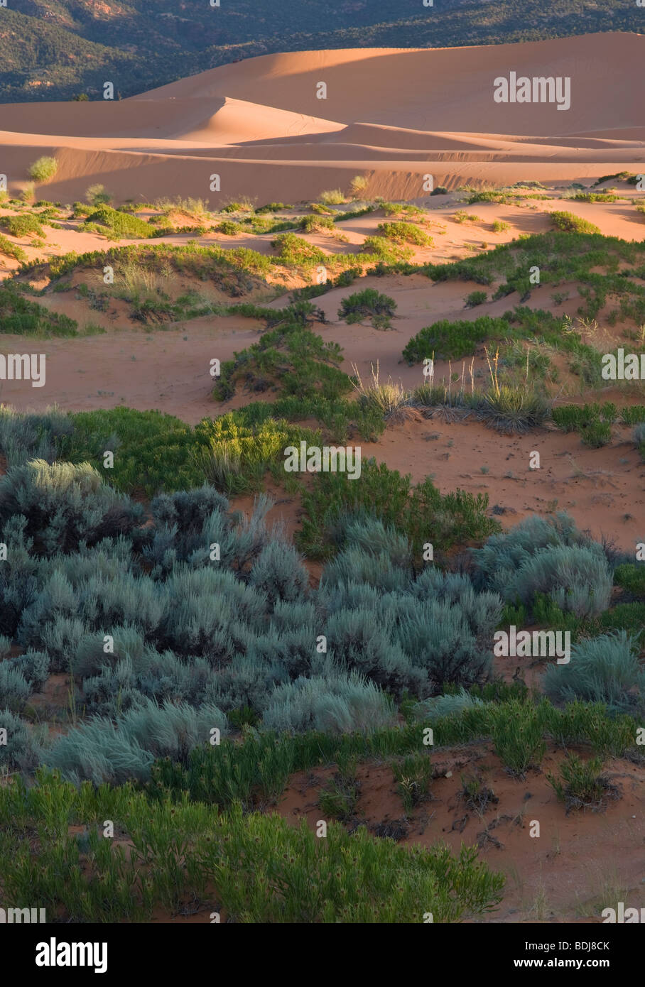 dune field, Coral Pink Sand Dunes State Park, Utah Stock Photo - Alamy