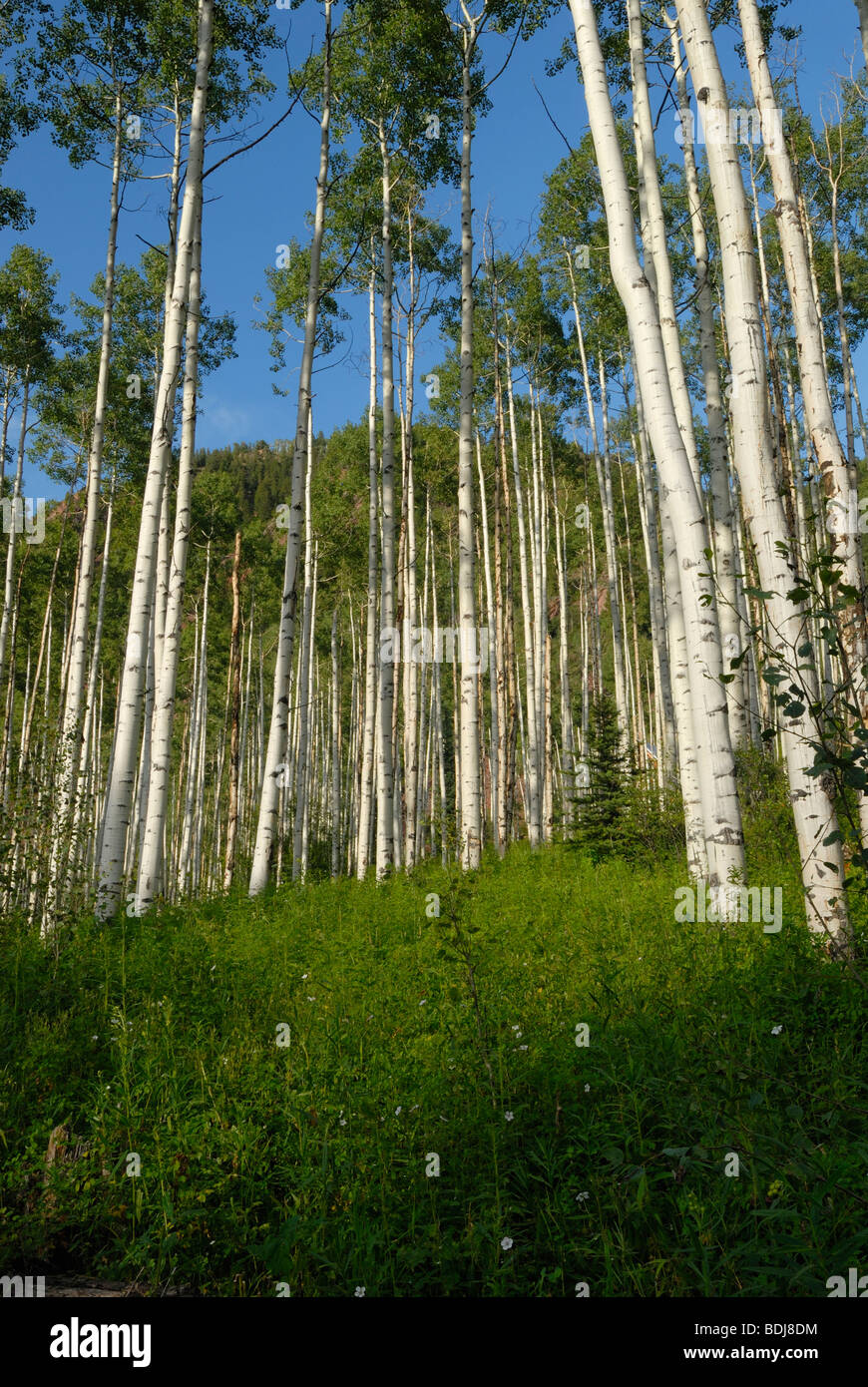 Aspen grove in colorado hi-res stock photography and images - Alamy