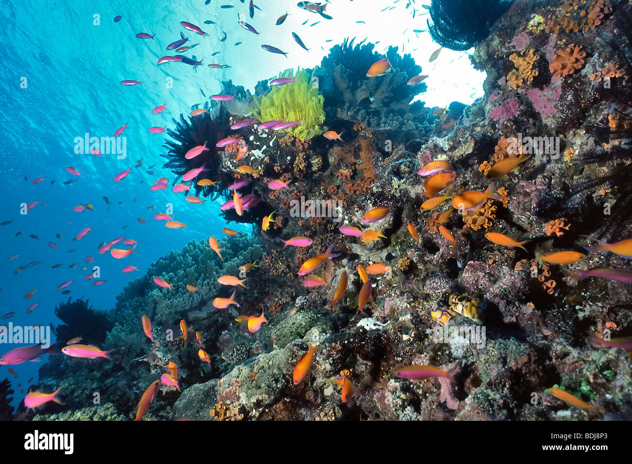 Grand Central Station, a colorful shallow reef in the Gizo Island chain ...