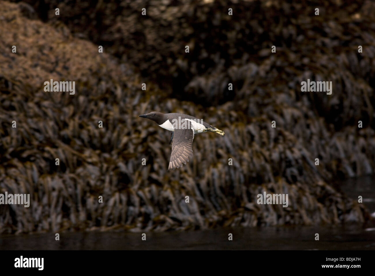 A flying Murre, Kenai Fjords National Park, Alaska Stock Photo - Alamy