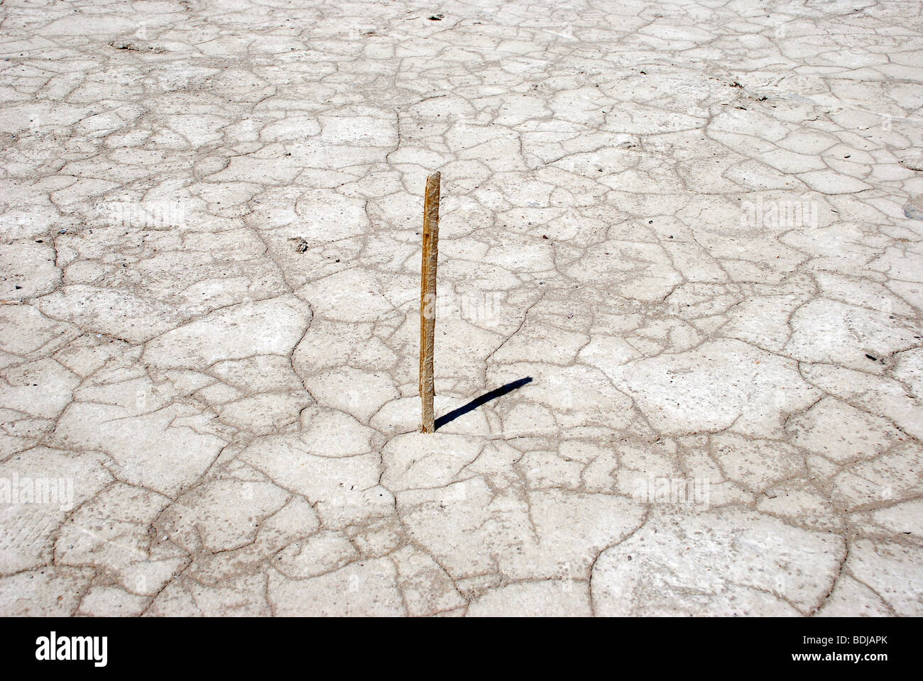 Stick in tried mud and salt, near the Bonneville Salt Flats in Utah ...