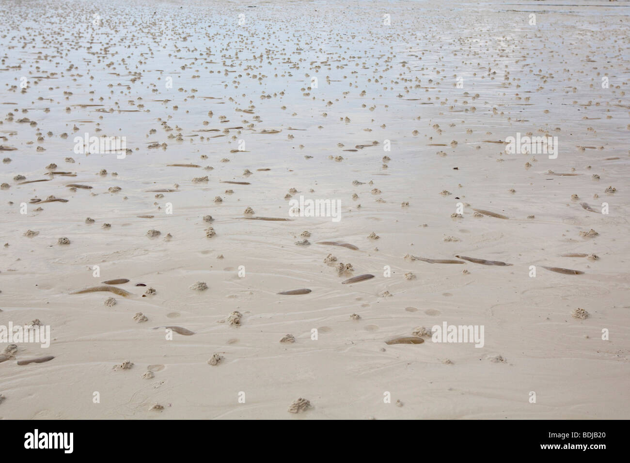 Sandworms hi-res stock photography and images - Alamy