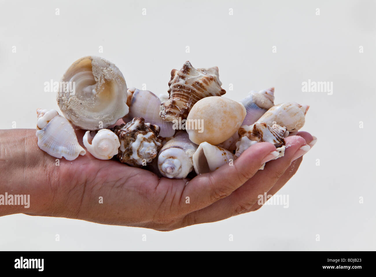 Shells africa hi-res stock photography and images - Alamy