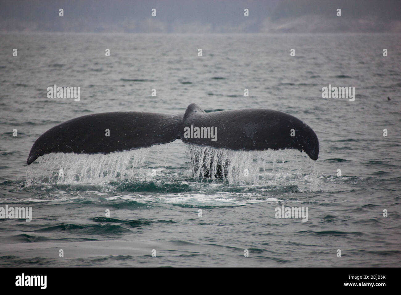 Whale park hi-res stock photography and images - Alamy