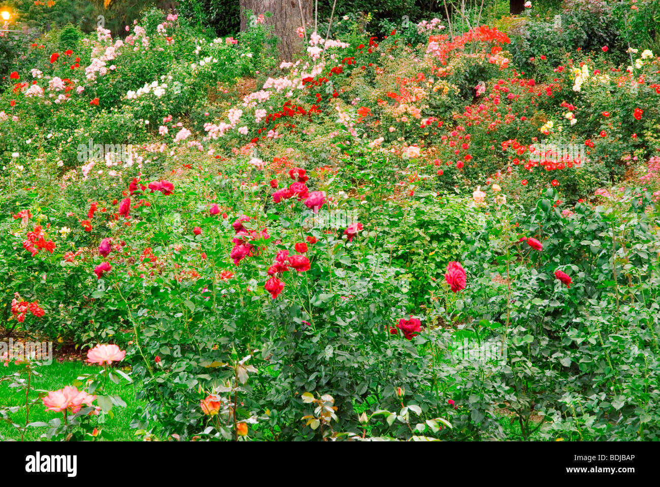 Portland rose gardens hi-res stock photography and images - Alamy