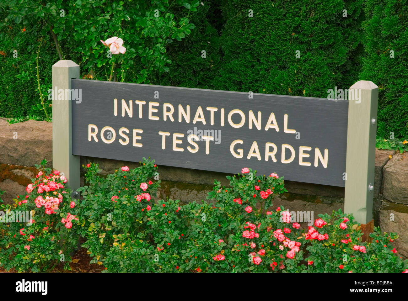 Sign and roses at the International Rose Test Garden, Portland, Oregon ...