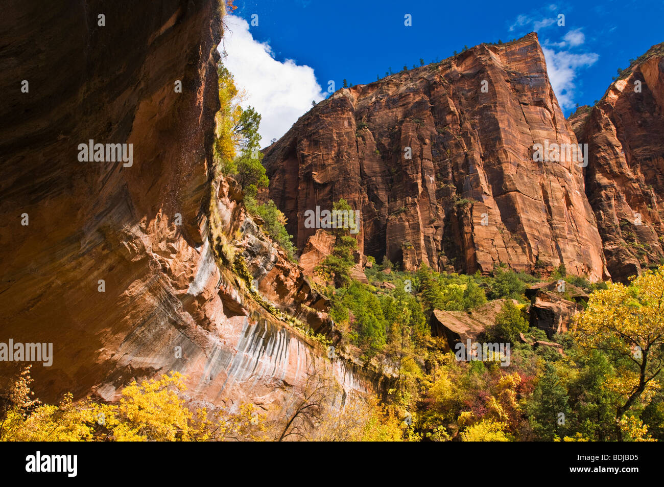 Fall color and cascade at the lower Emerald Pools, Zion National Park, Utah Stock Photo - Alamy