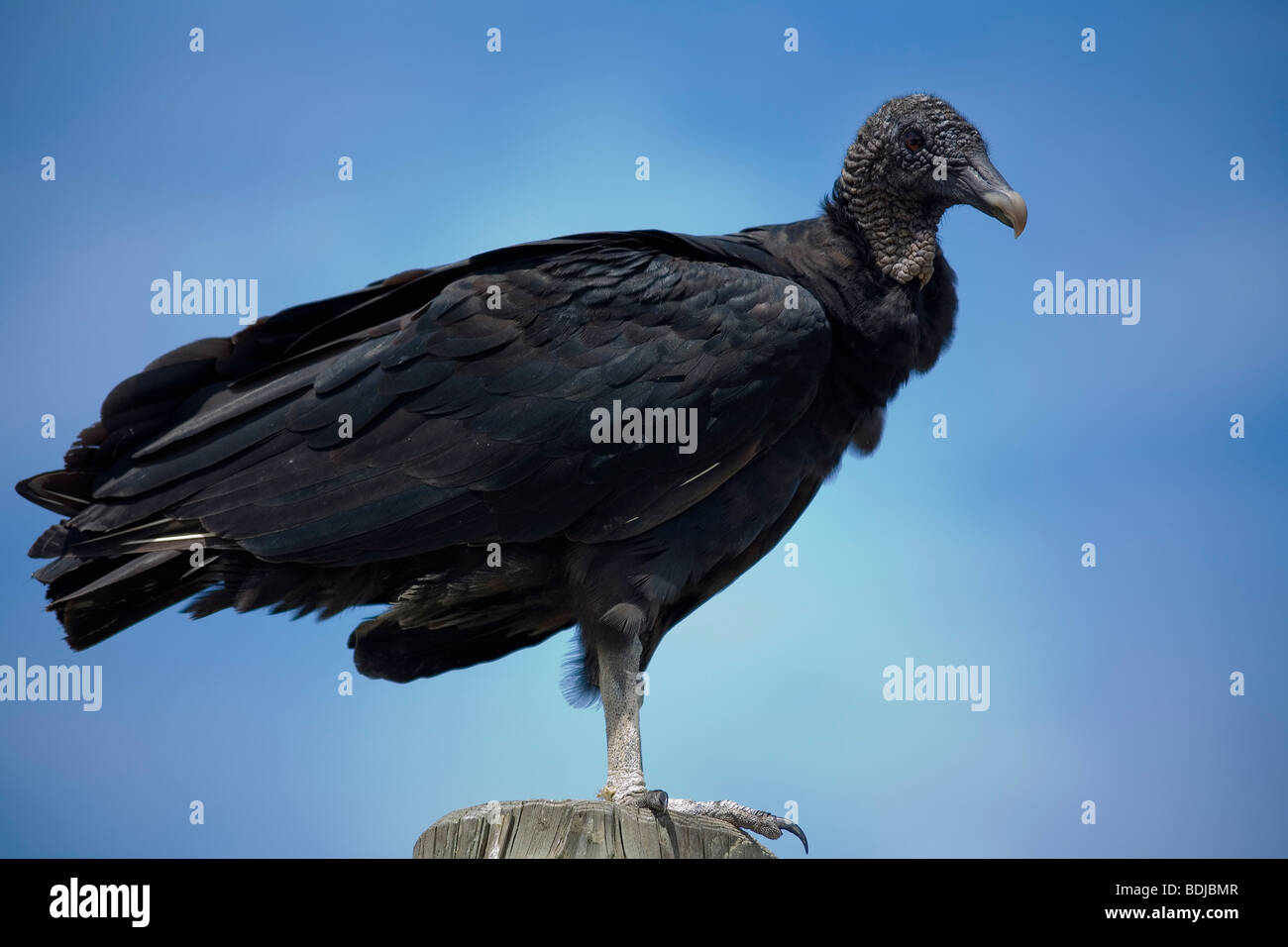 The American Black Vulture High Resolution Stock Photography and Images ...