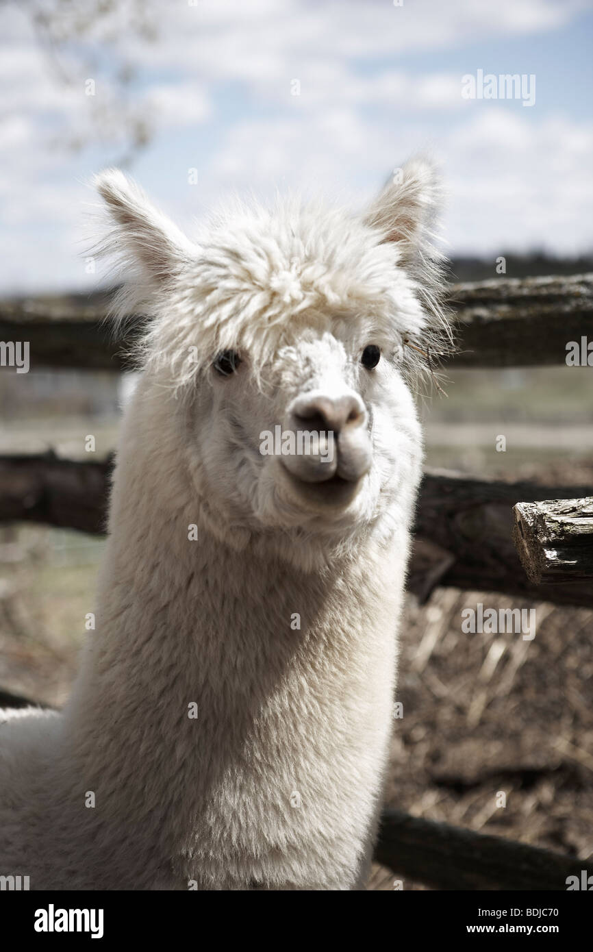 Peru images hi-res stock photography and images - Alamy