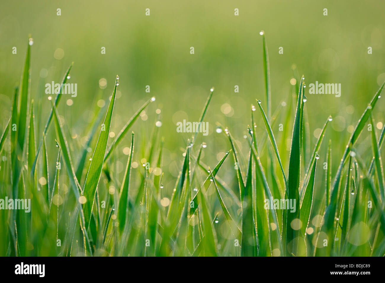 Dew Drops on Grass Stock Photo - Alamy