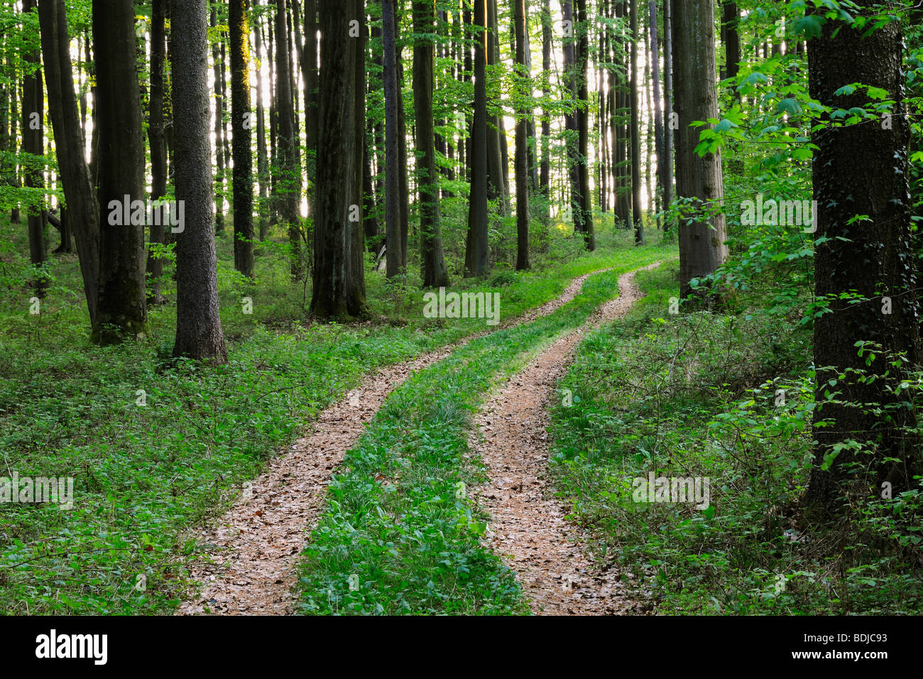Walking through german landscape hi-res stock photography and images ...
