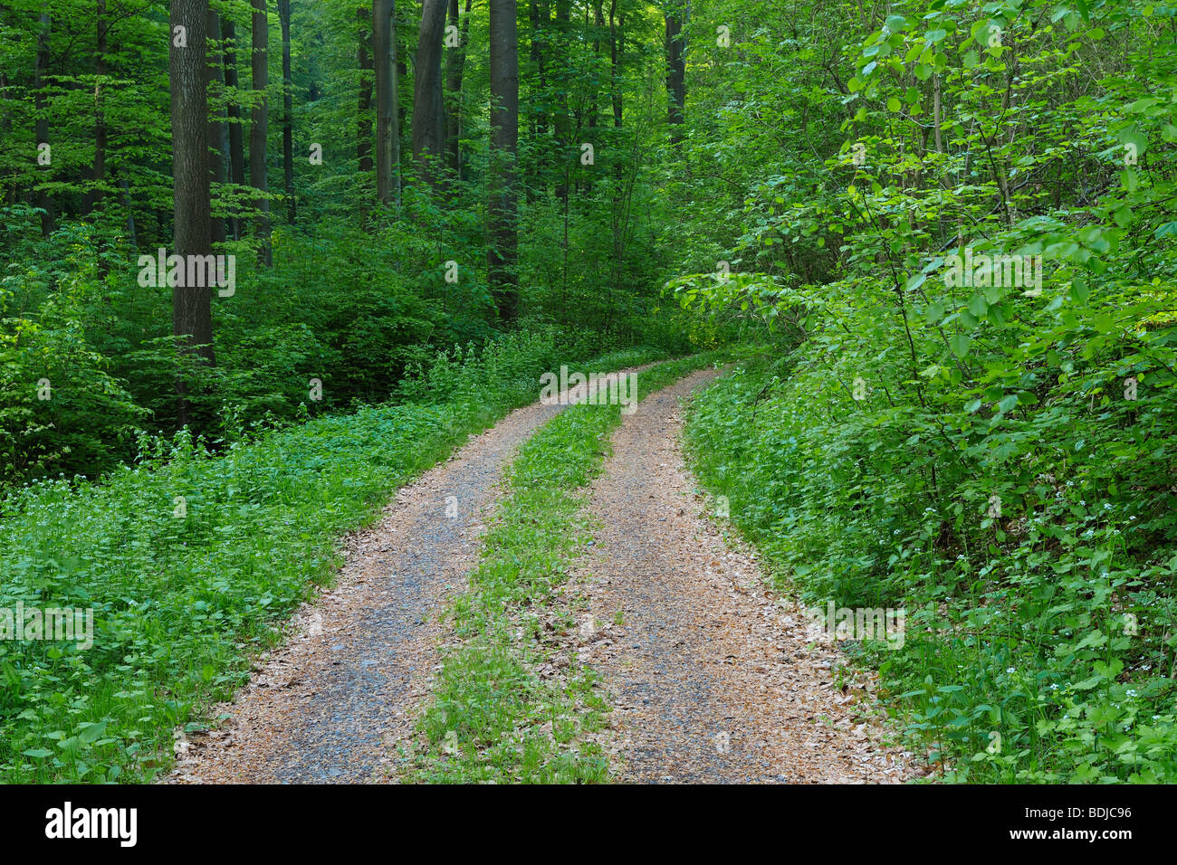 Path Through Forest, Hesse, Germany Stock Photo - Alamy