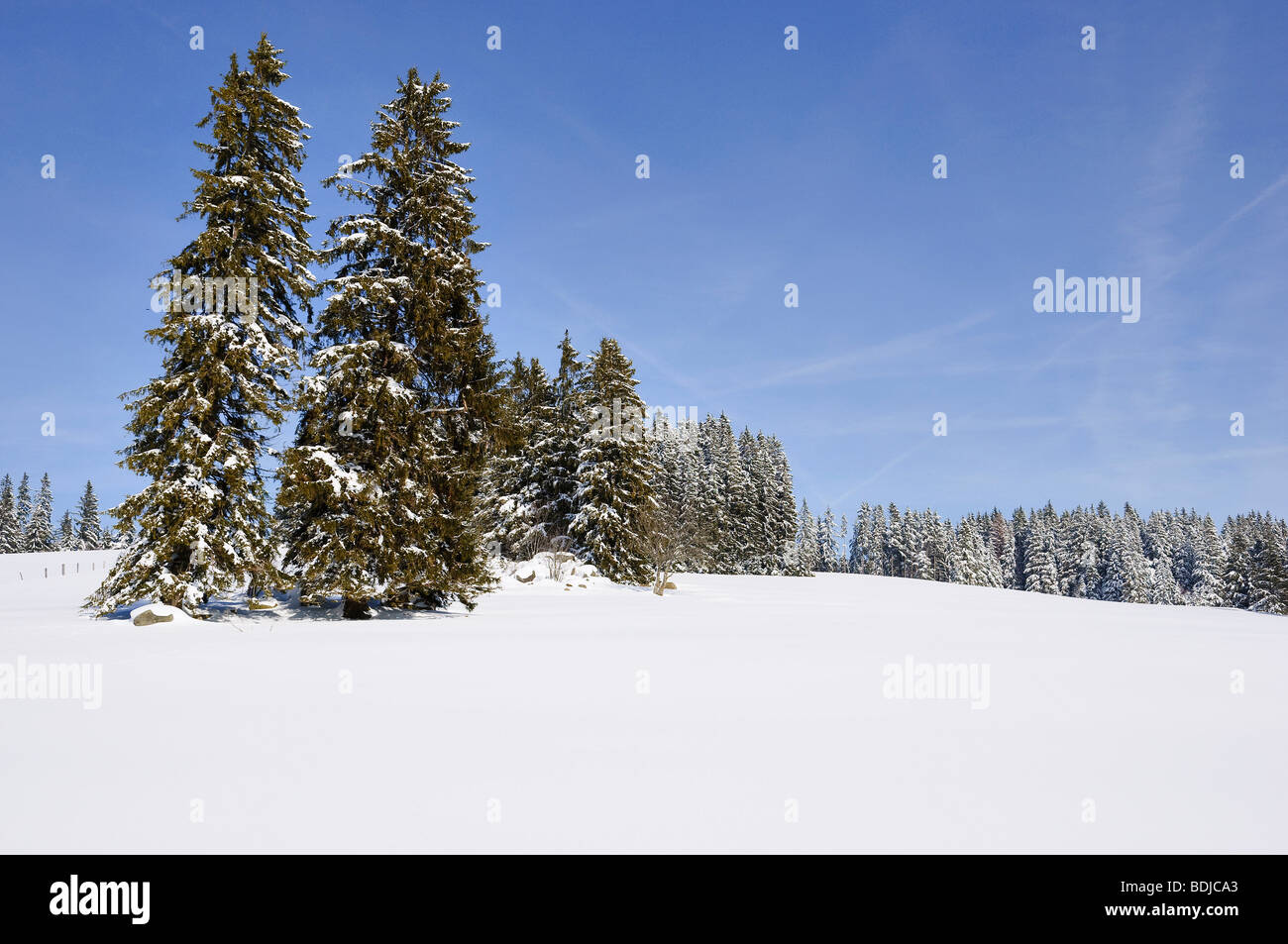 Black Forest in Winter, Baden-Wurttemberg, Germany Stock Photo - Alamy