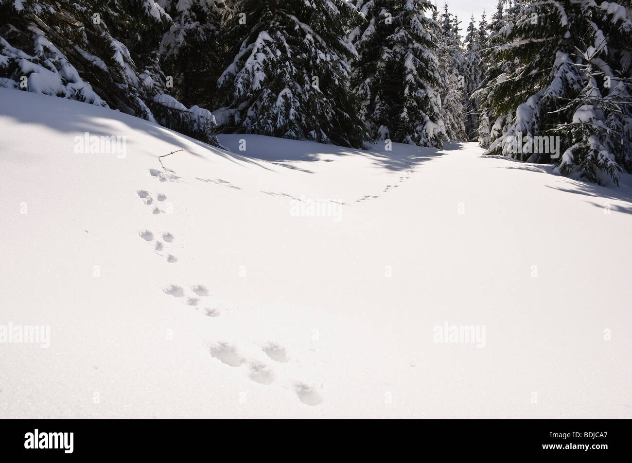 Rabbit tracks in snow hi-res stock photography and images - Alamy