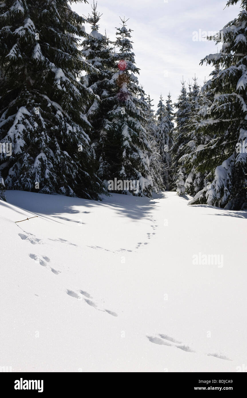 Rabbit tracks in snow hi-res stock photography and images - Alamy