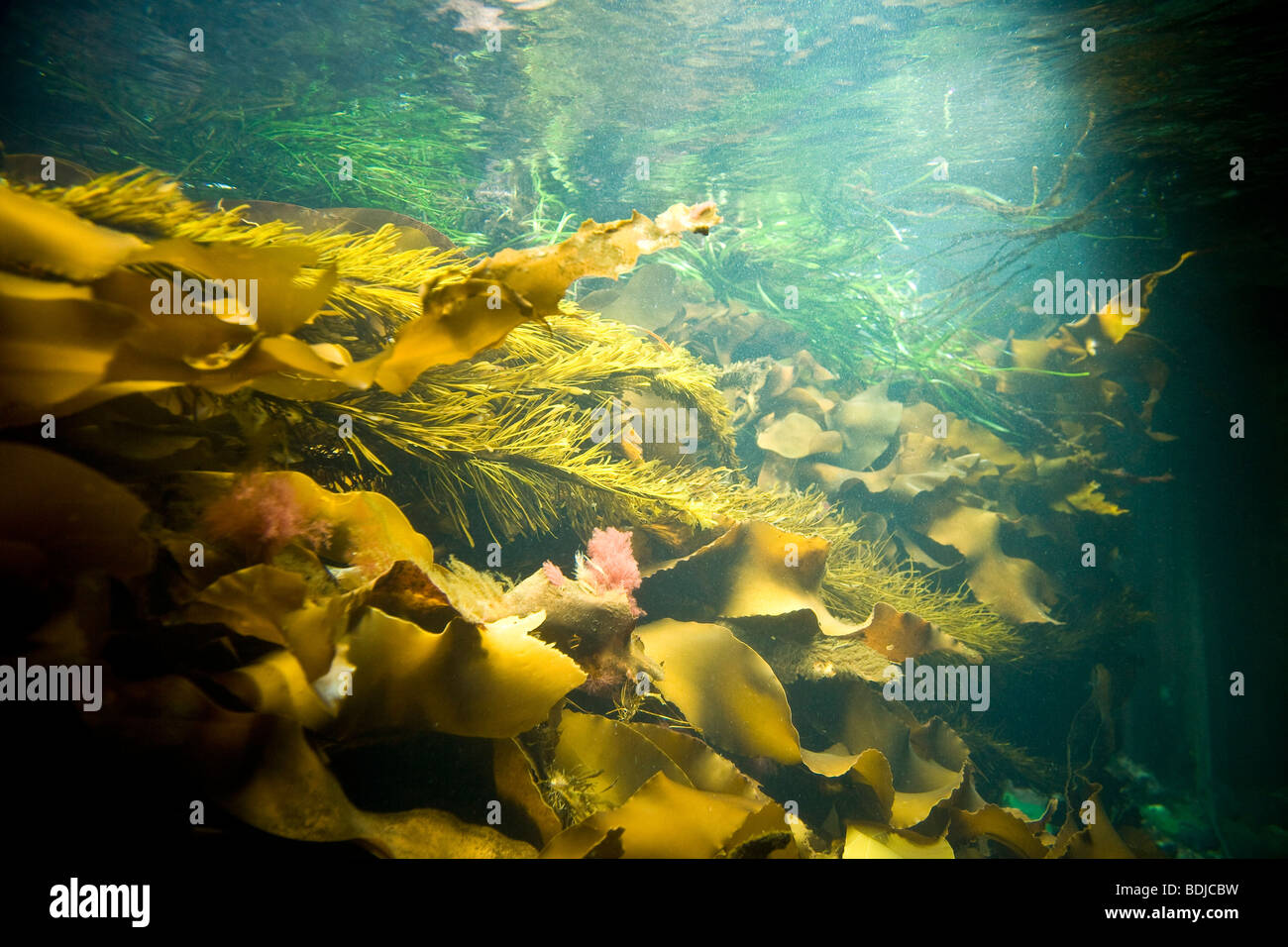 Underwater View of Kelp Stock Photo - Alamy
