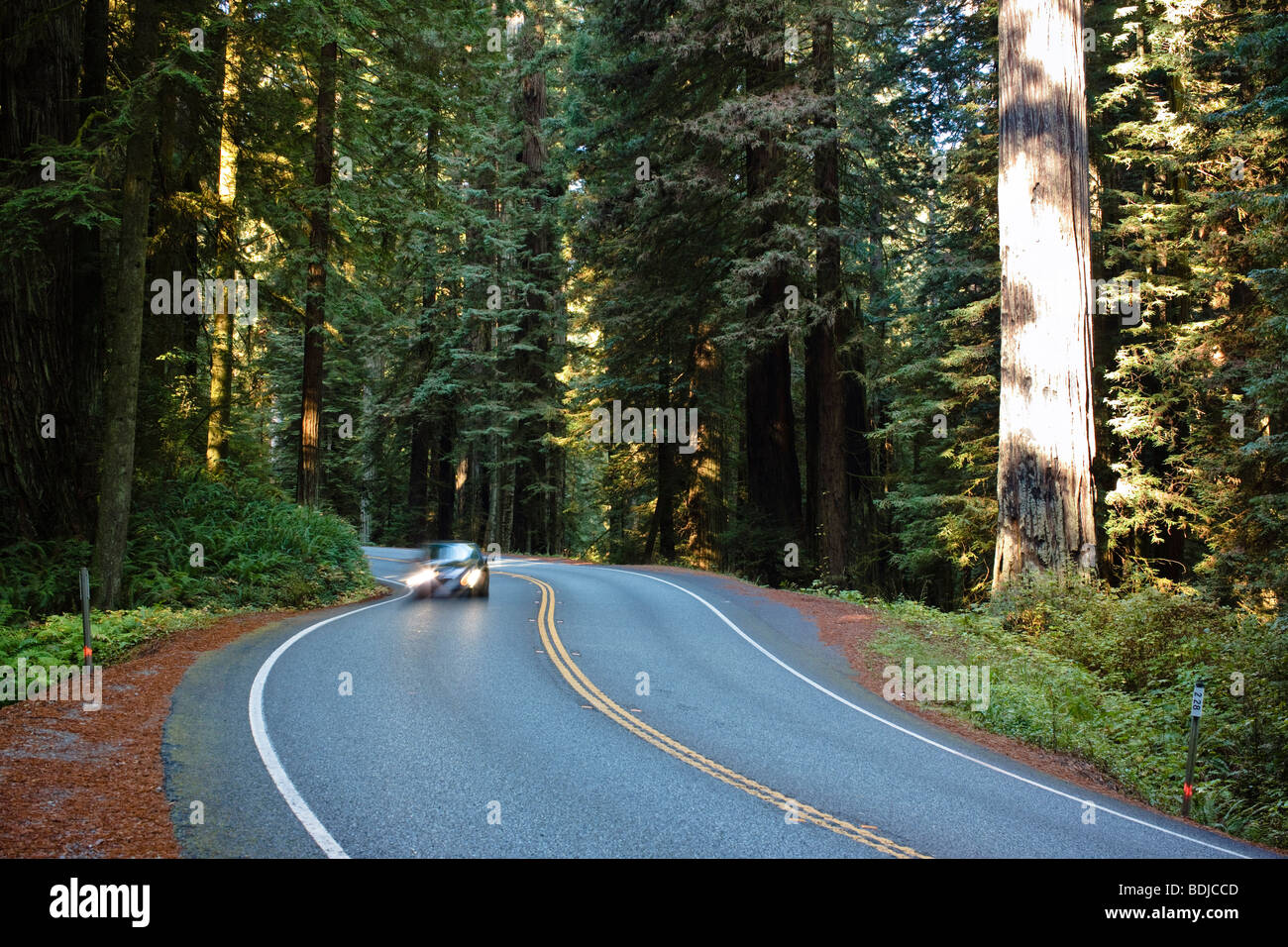 Highway 199 Through Jedediah Smith State Park, Northern California ...