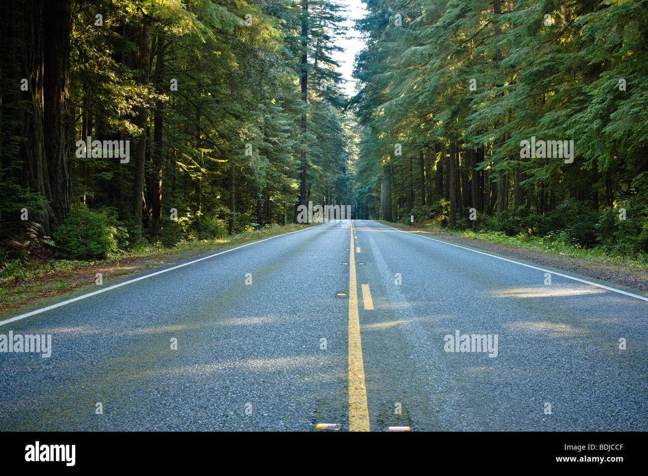 Highway 199 Through Jedediah Smith State Park, Northern California ...
