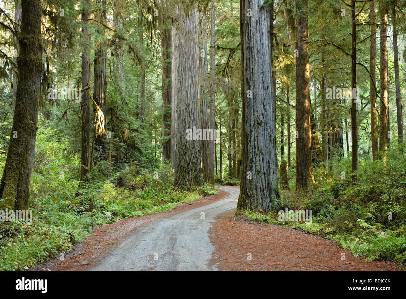 Old 199 Redwood Plank Road Through Jedediah Smith State Park, Redwood ...