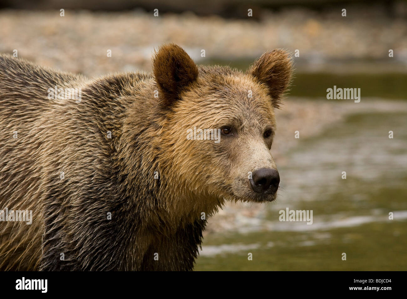 Male Grizzly Bear in Knight Inlet, British Columbia, Canada Stock Photo ...
