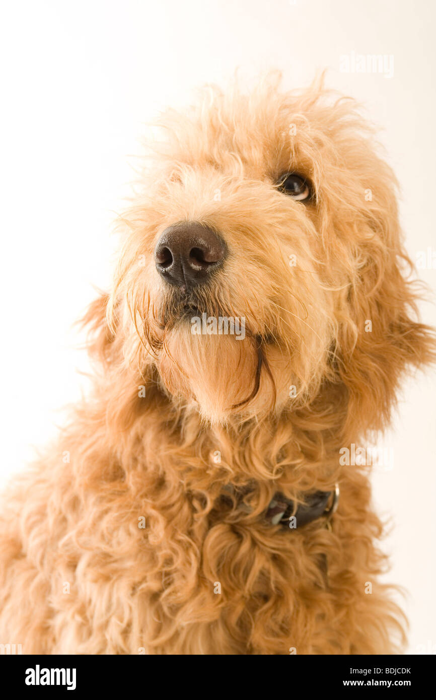 Portrait of Golden Doodle Stock Photo - Alamy
